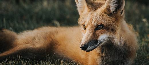 ANIMAL RESCUE AND CARE FOUNDATION - Give Love for Saving World Animals