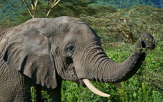 ANIMAL RESCUE AND CARE FOUNDATION - Give Love for Saving World Animals