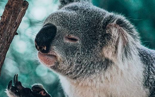 ANIMAL RESCUE AND CARE FOUNDATION - Give Love for Saving World Animals